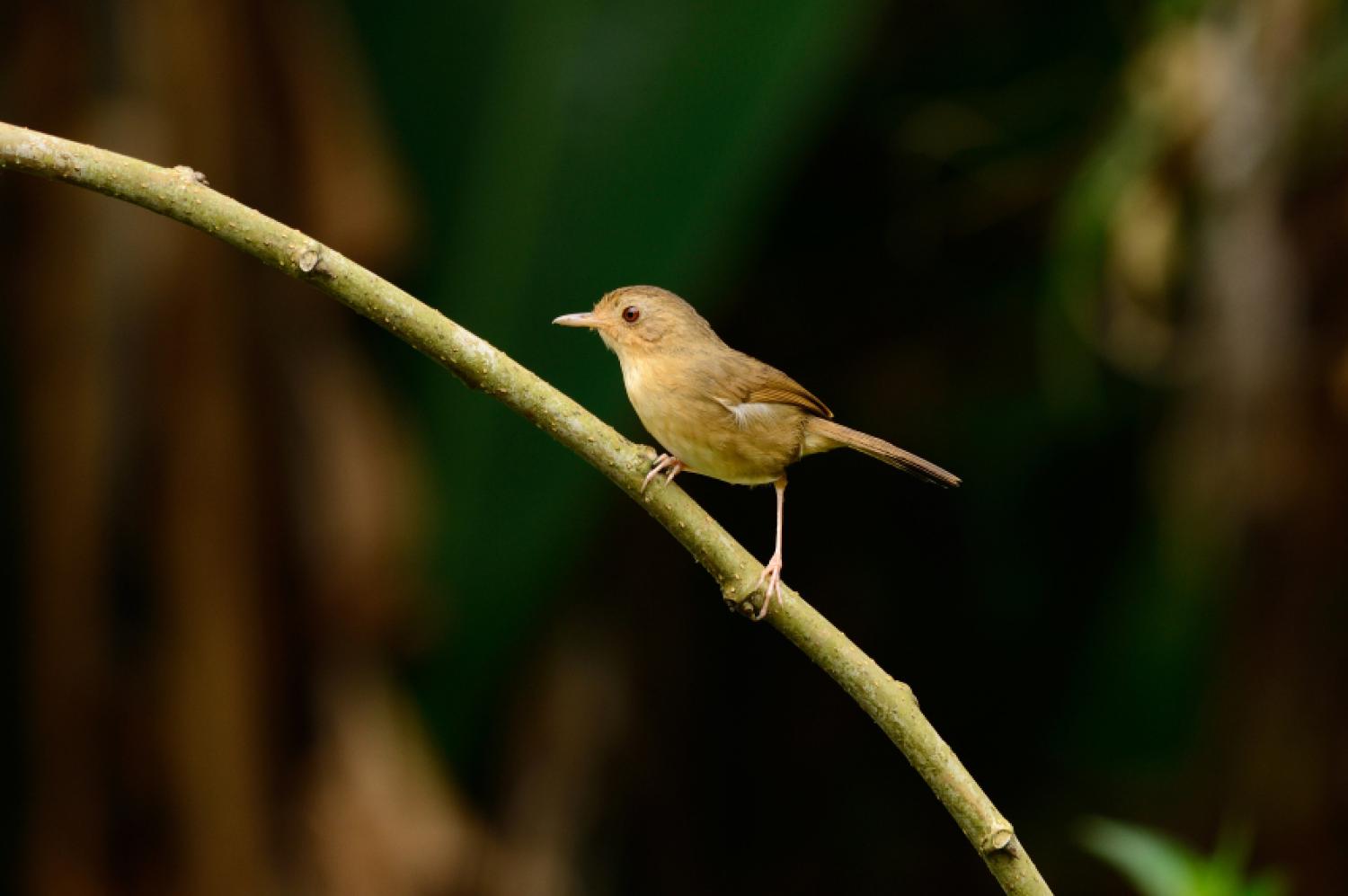 Buff-breasted babbler (Trichastoma tickelli)