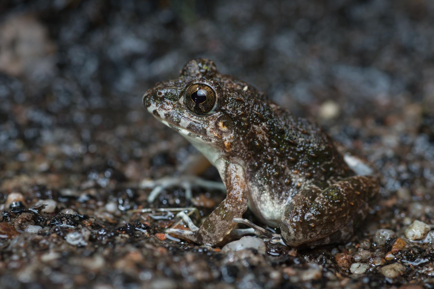 Asian Rice Frog Fejervarya Limnocharis asian-rice-frog-fejervarya-limnocharis