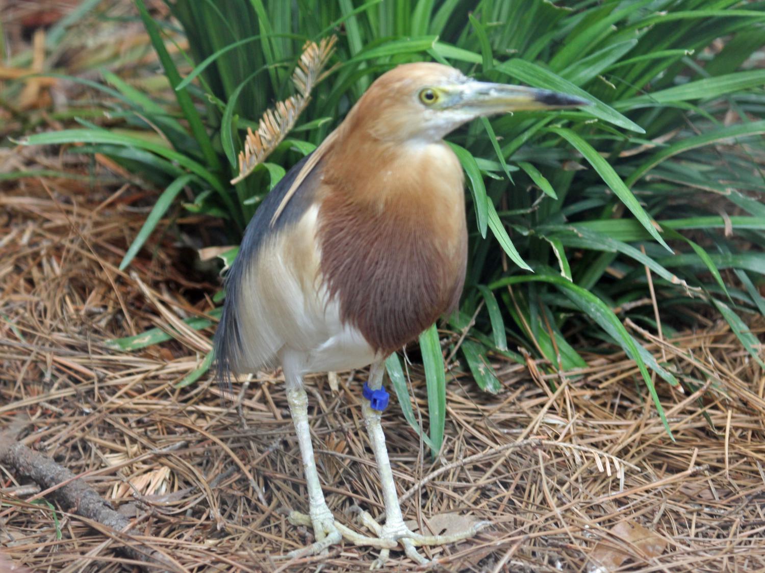 Javan pond heron (Ardeola speciosa)