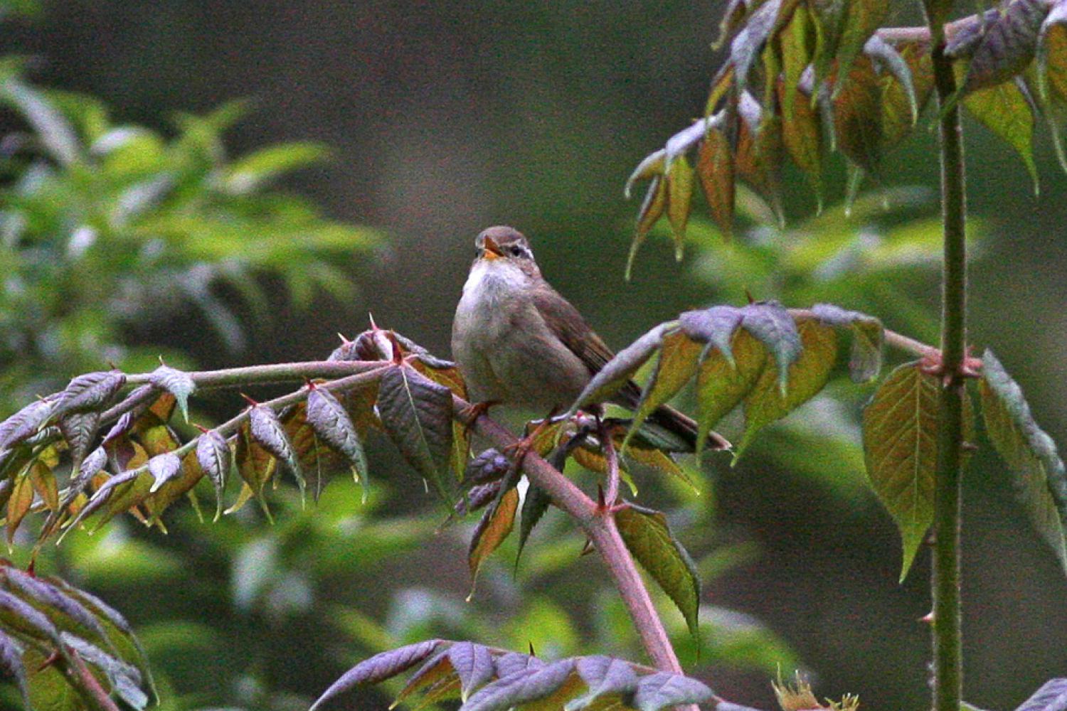 Yellow streaked Warbler Phylloscopus Armandii 