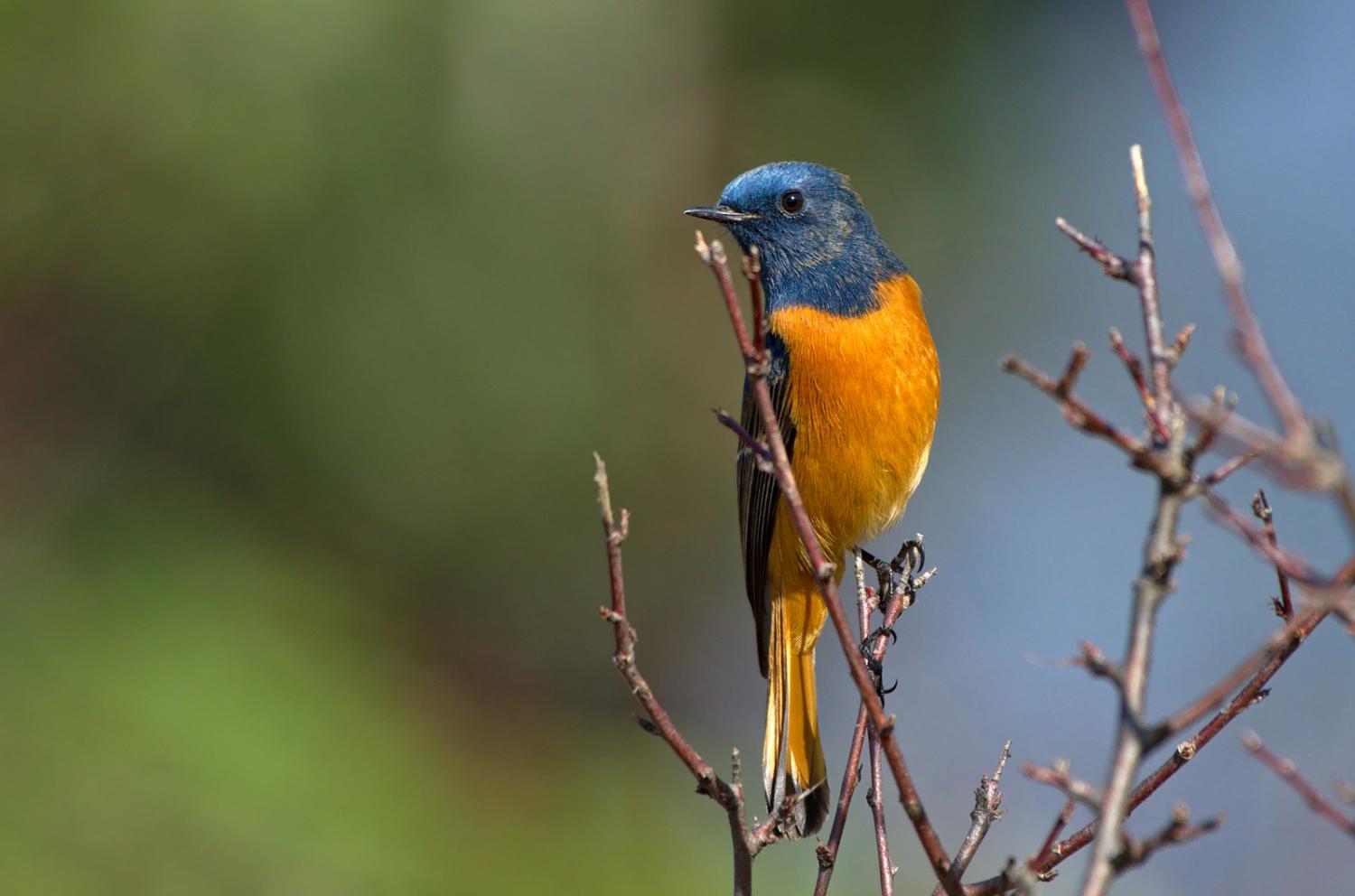 Blue-fronted redstart (Phoenicuropsis frontalis)