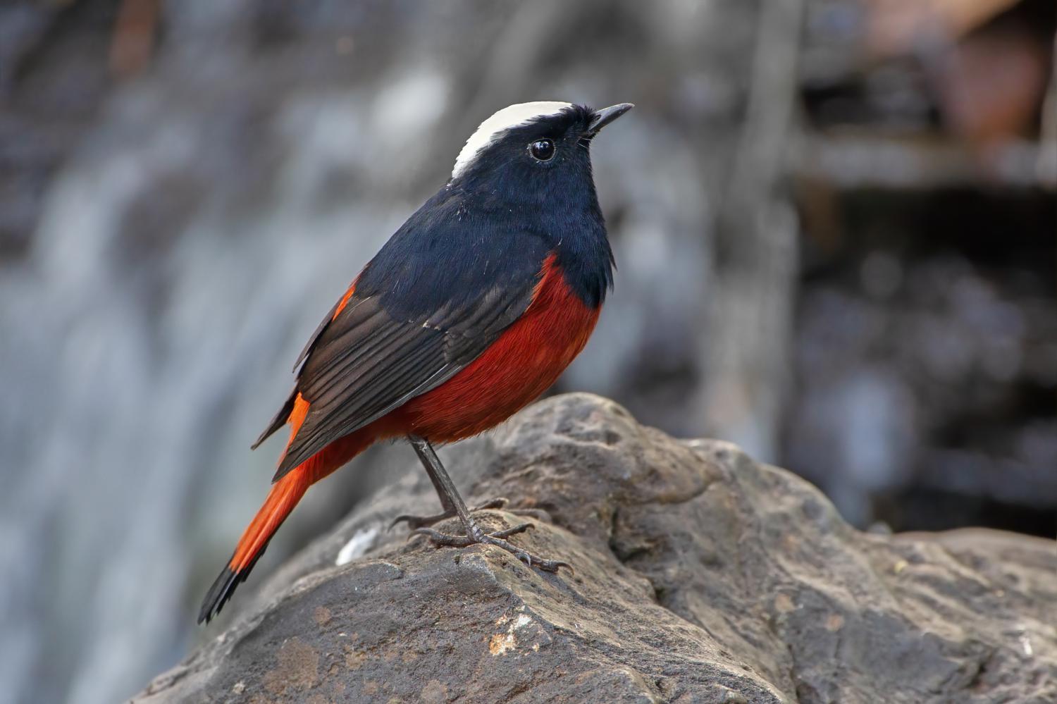 White-capped water redstart (Phoenicurus leucocephalus)