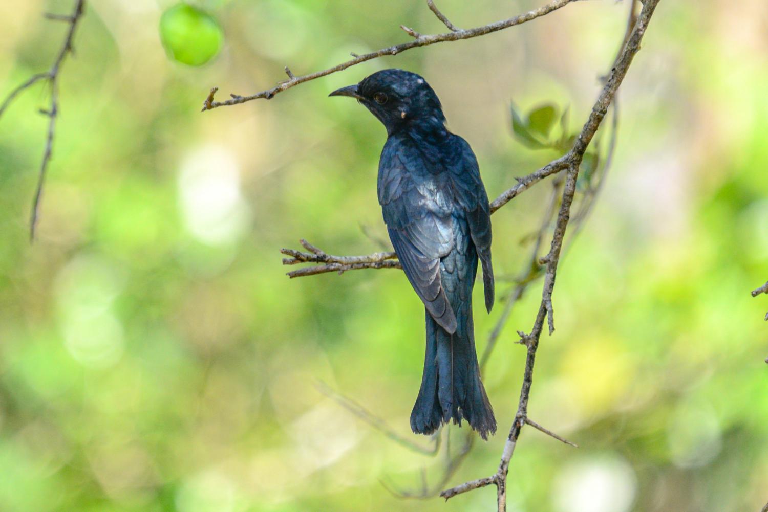 Square-tailed drongo-cuckoo (Surniculus lugubris)