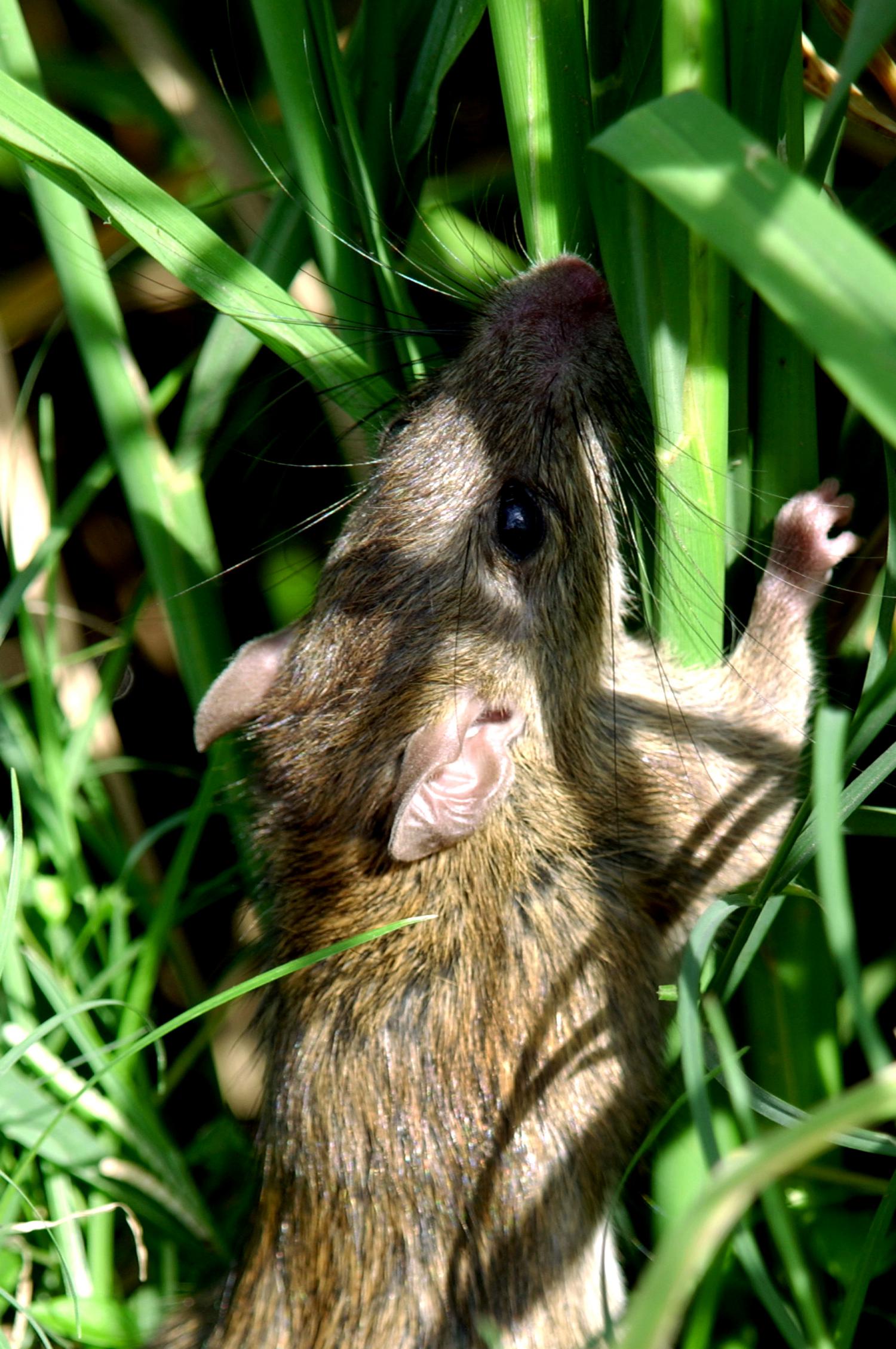 Rice field Rat Rattus Argentiventer 