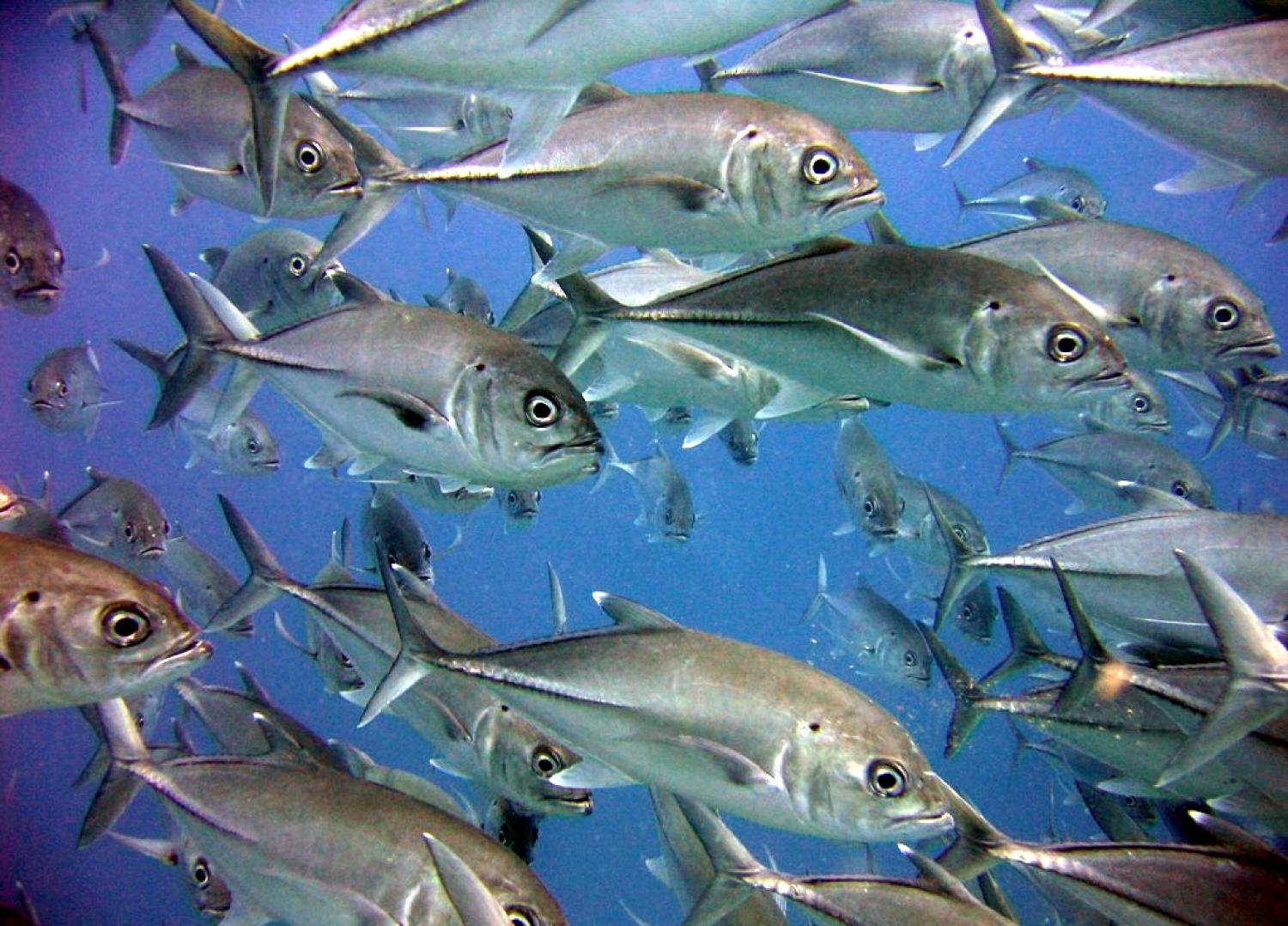 Bigeye Trevally Caranx Sexfasciatus