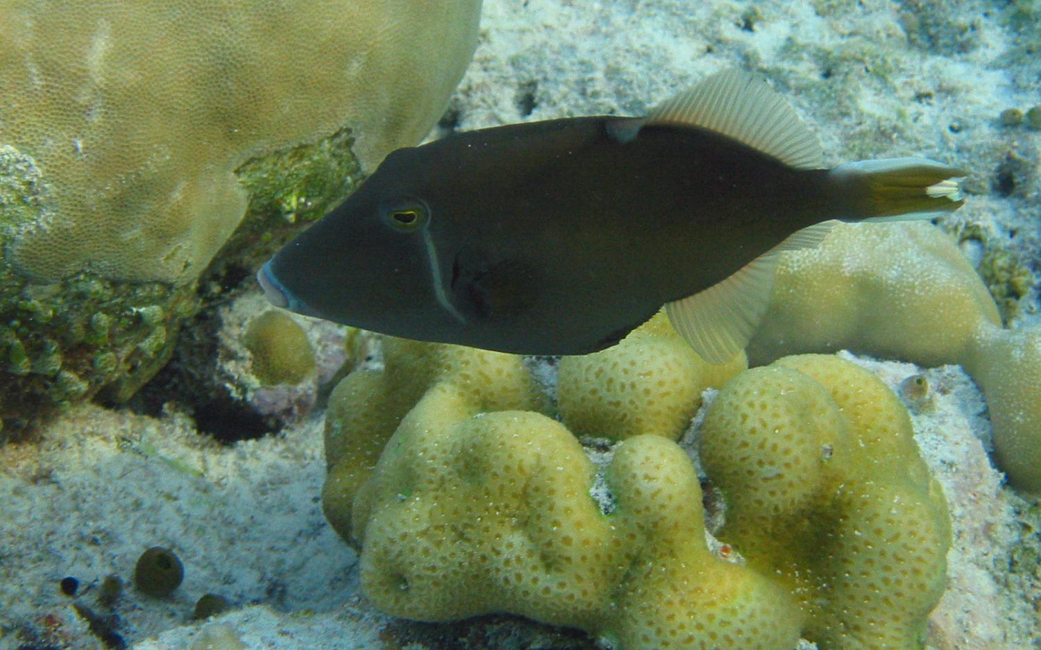 Halfmoon triggerfish (Sufflamen chrysopterum)