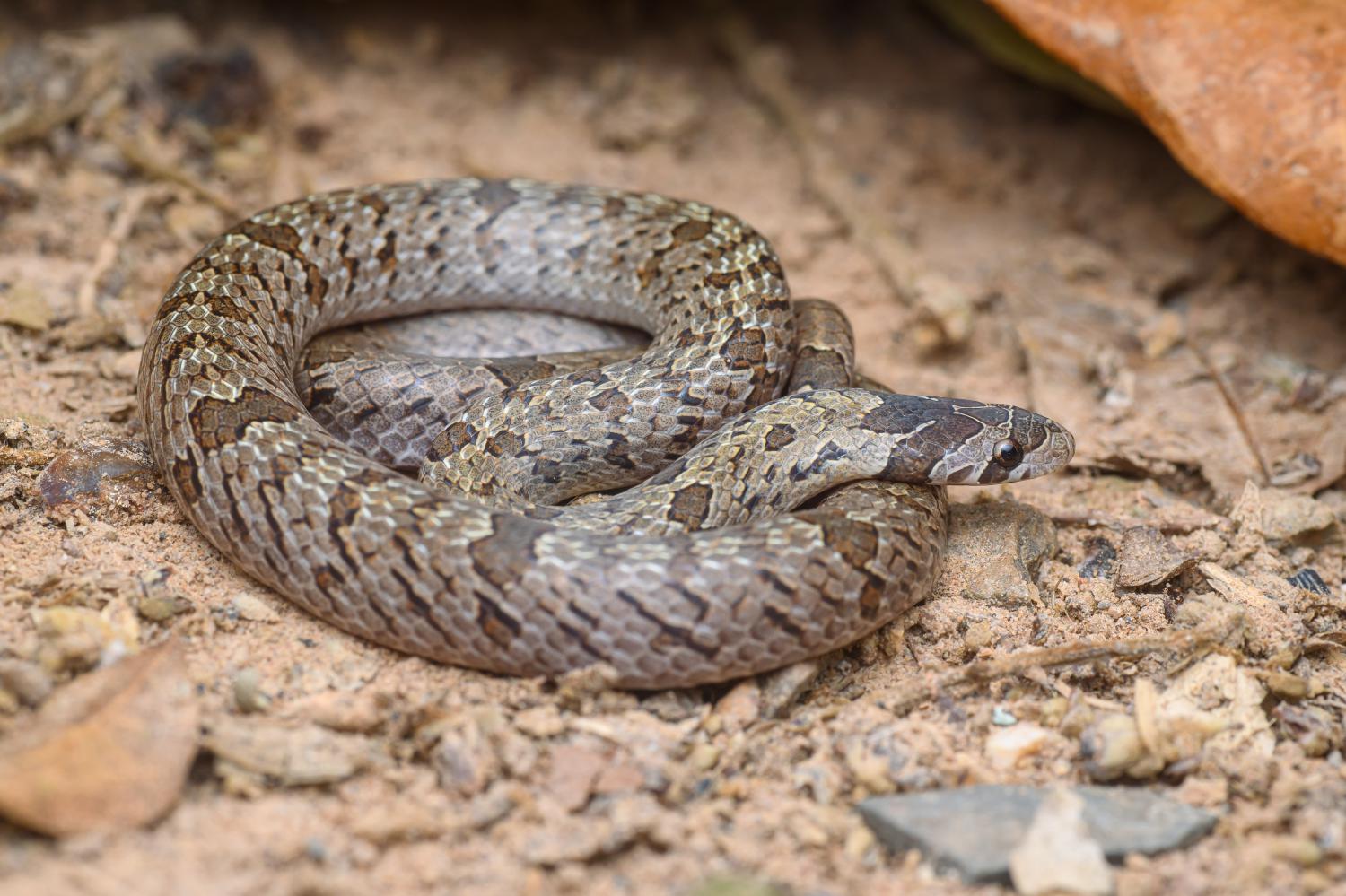 Barron s Kukri Snake Oligodon Barroni barron-s-kukri-snake-oligodon-barroni