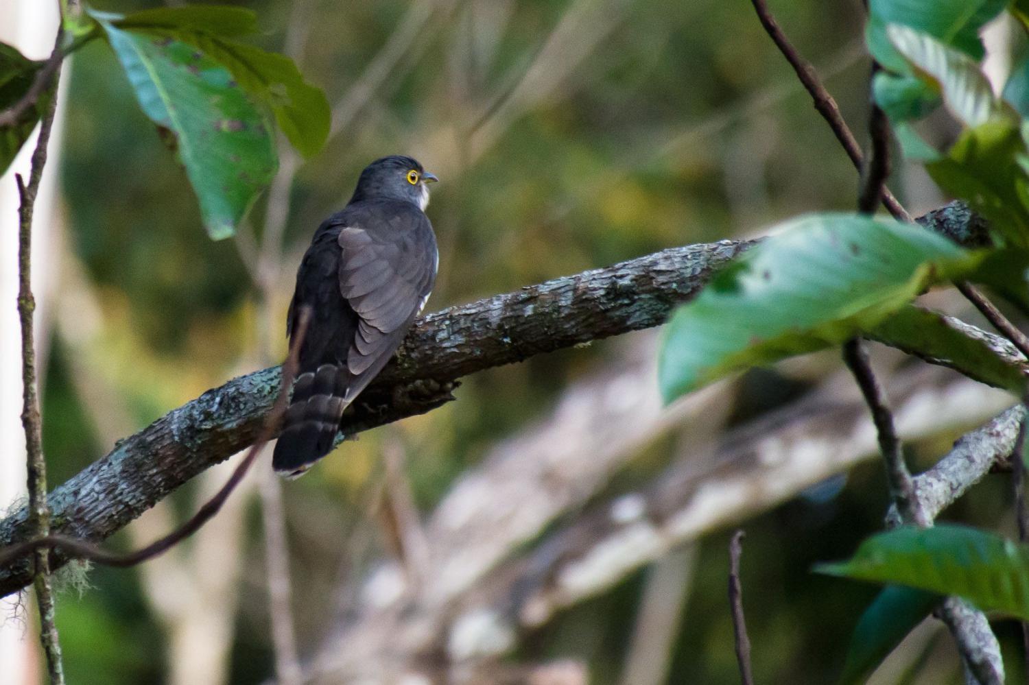 Dark hawk-cuckoo (Hierococcyx bocki)