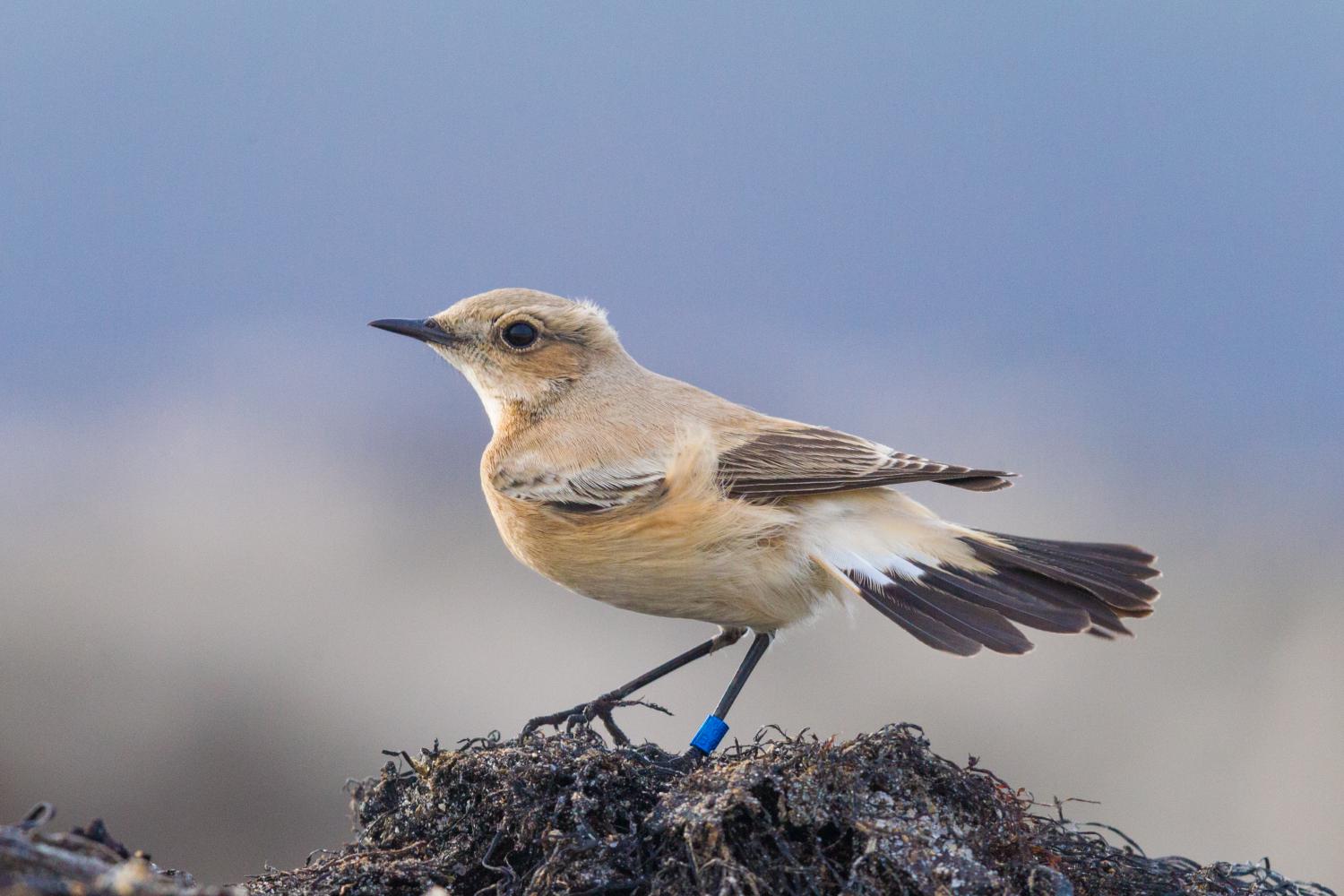 Desert wheatear (Oenanthe deserti)