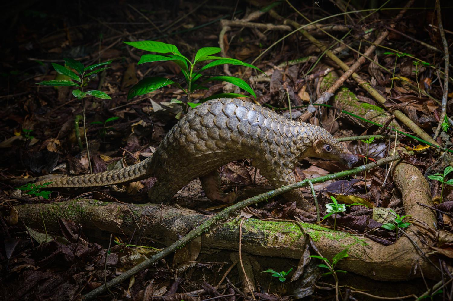 Malayan Pangolin