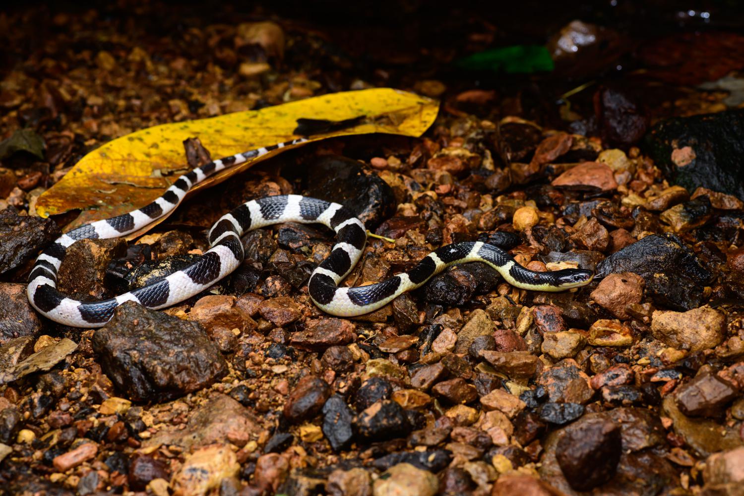 Arrow-vented krait (Bungarus sagittatus)