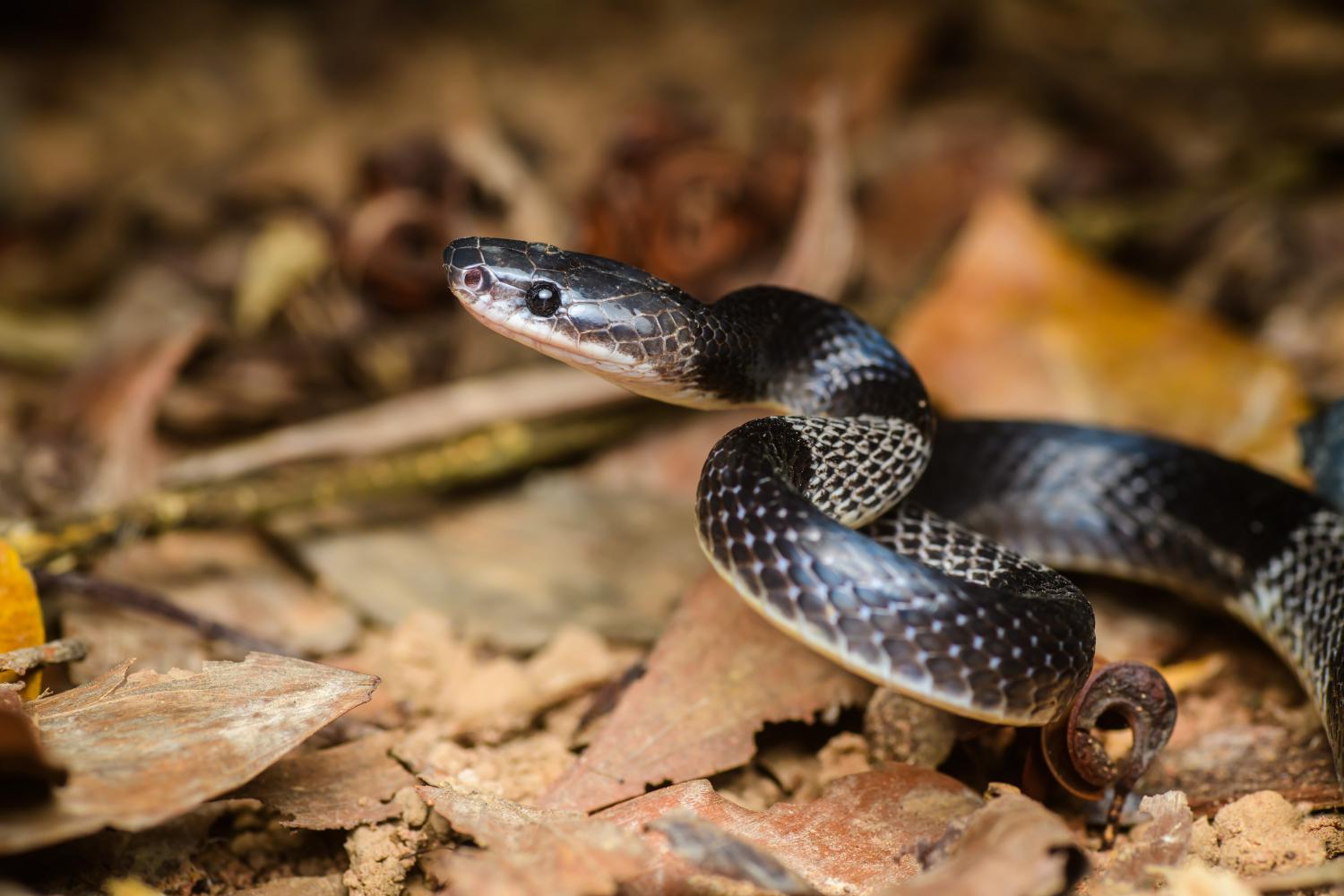 Indochinese banded wolf snake (Lycodon neomaculatus)
