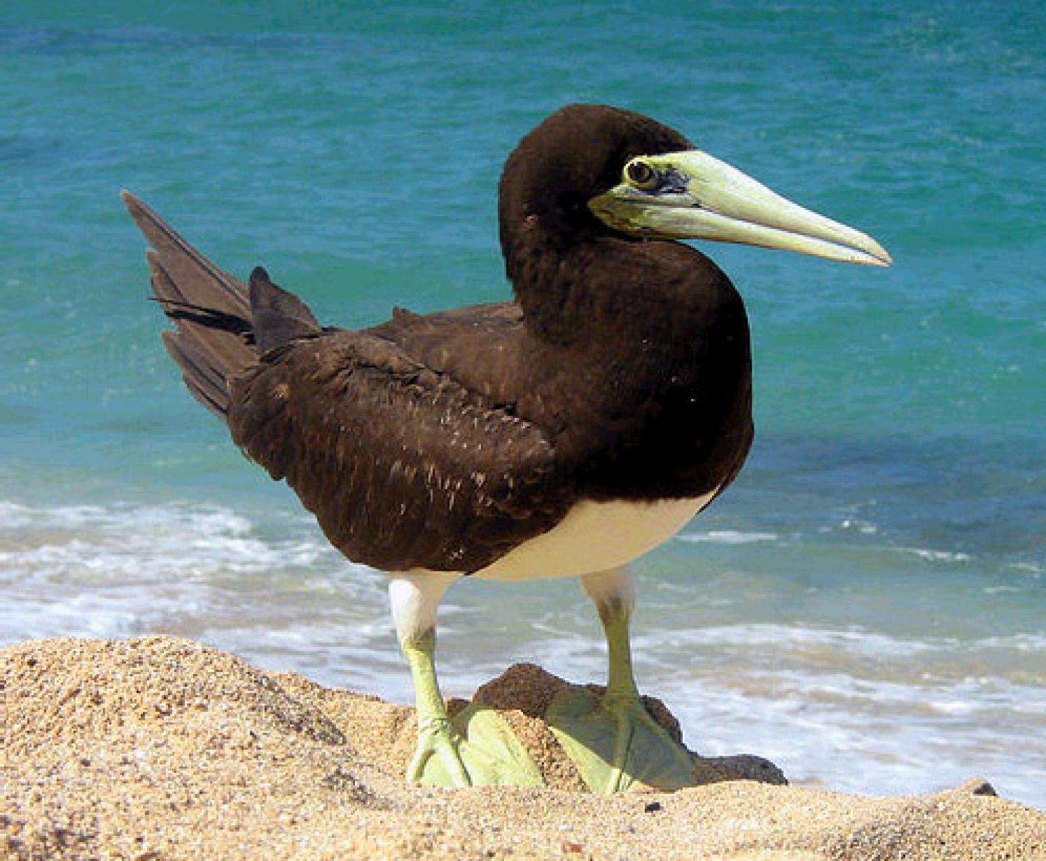 Brown booby (Sula leucogaster)