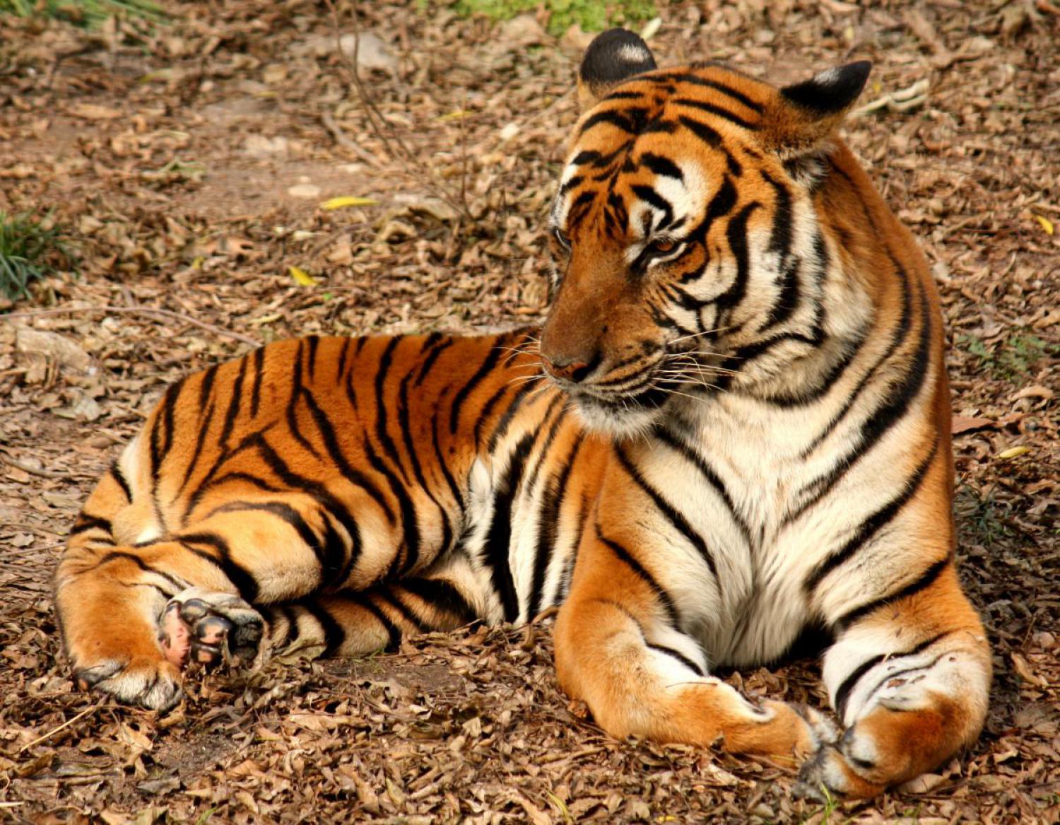 Tiger Panthera Tigris Tiger Panthera Tigris