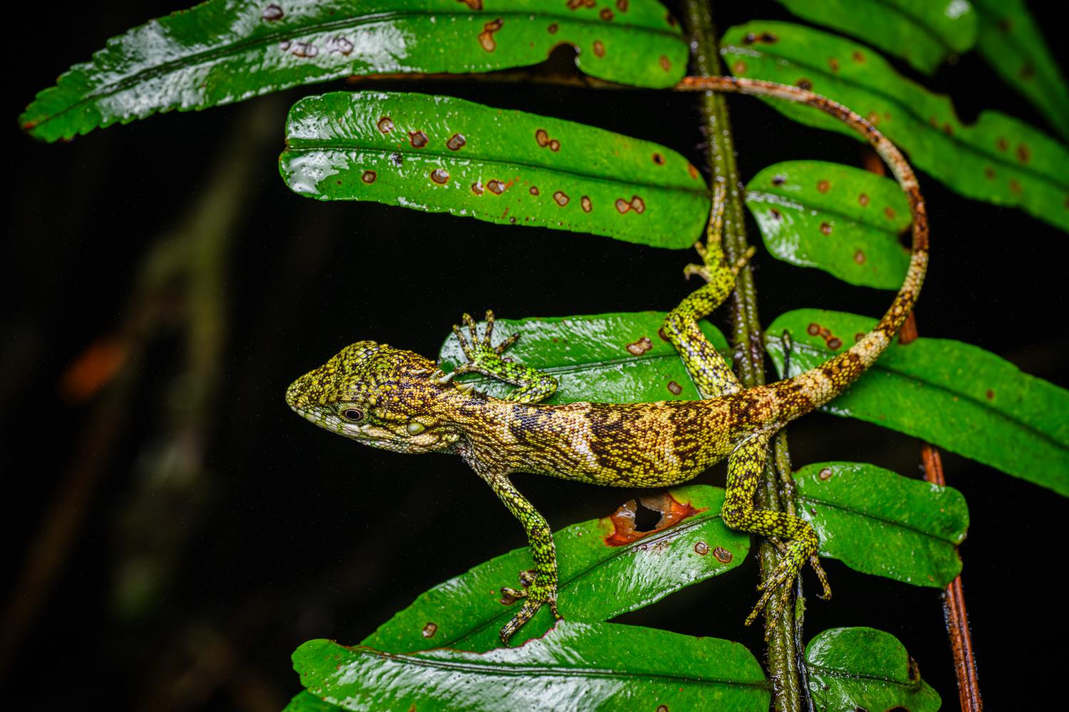 Khao Nan long-headed lizard (Pseudocalotes khaonanensis)