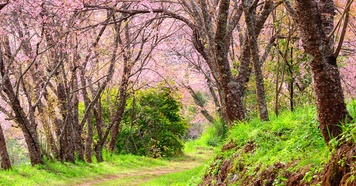 Doi Inthanon National Park