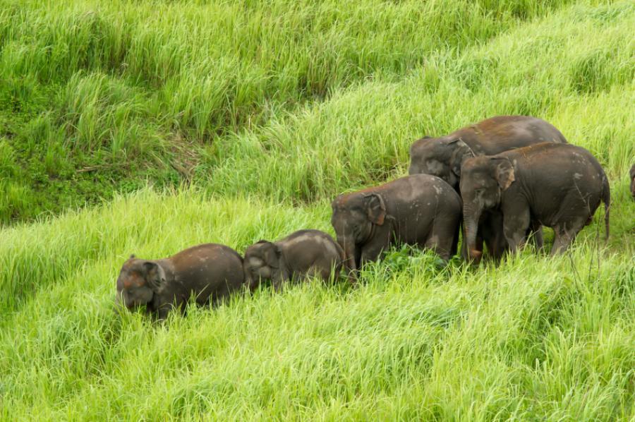 Asian elephant (Elephas maximus)