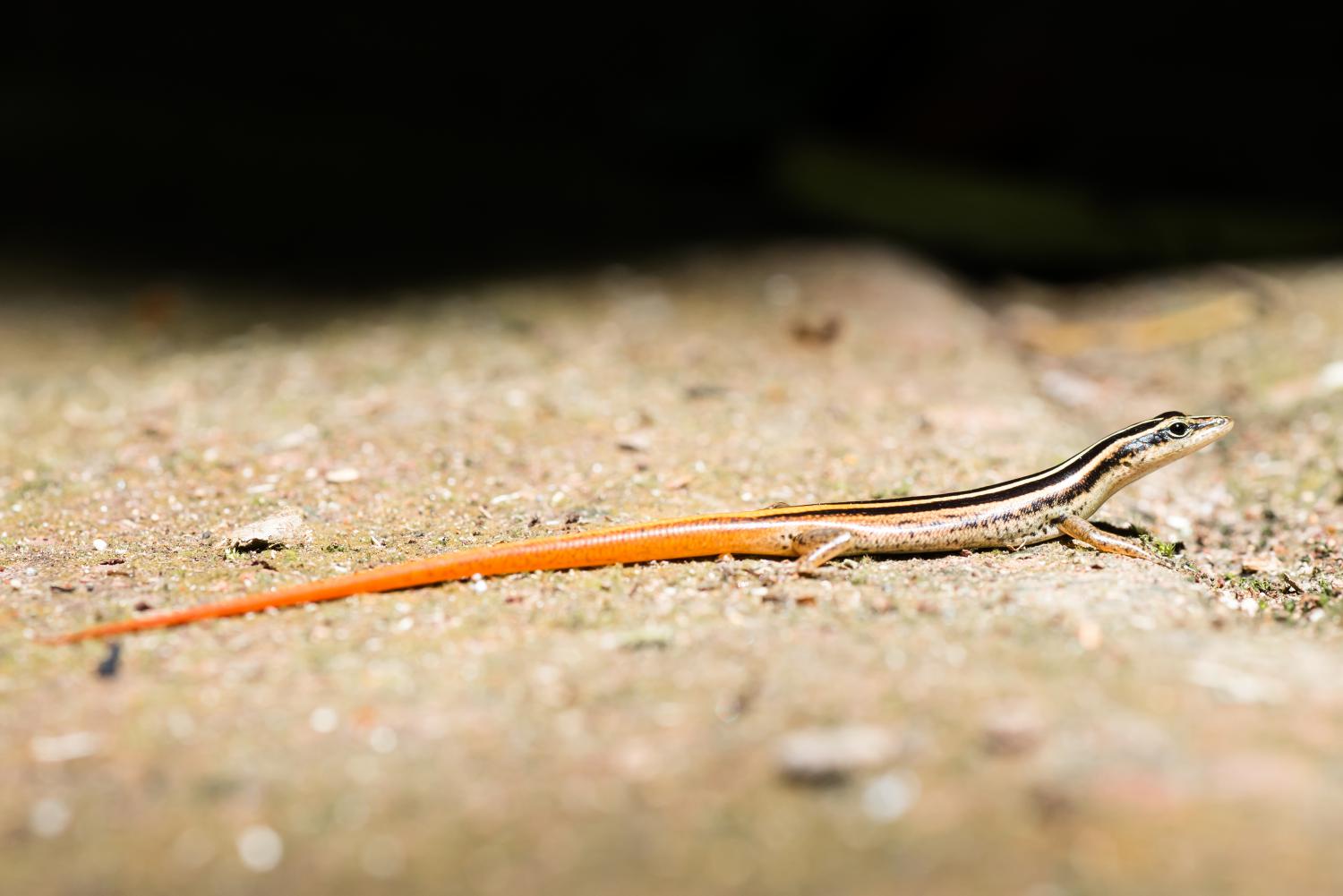 Sunda striped skink (Lipinia vittigera)