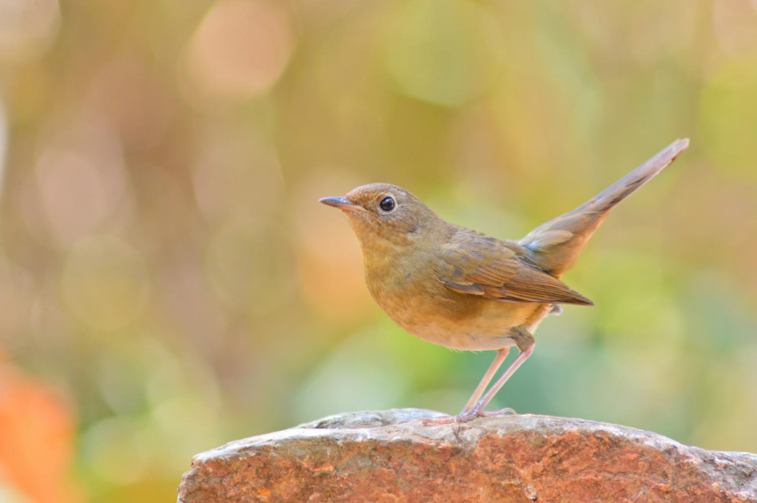 White-bellied redstart (Hodgsonius phaenicuroides)