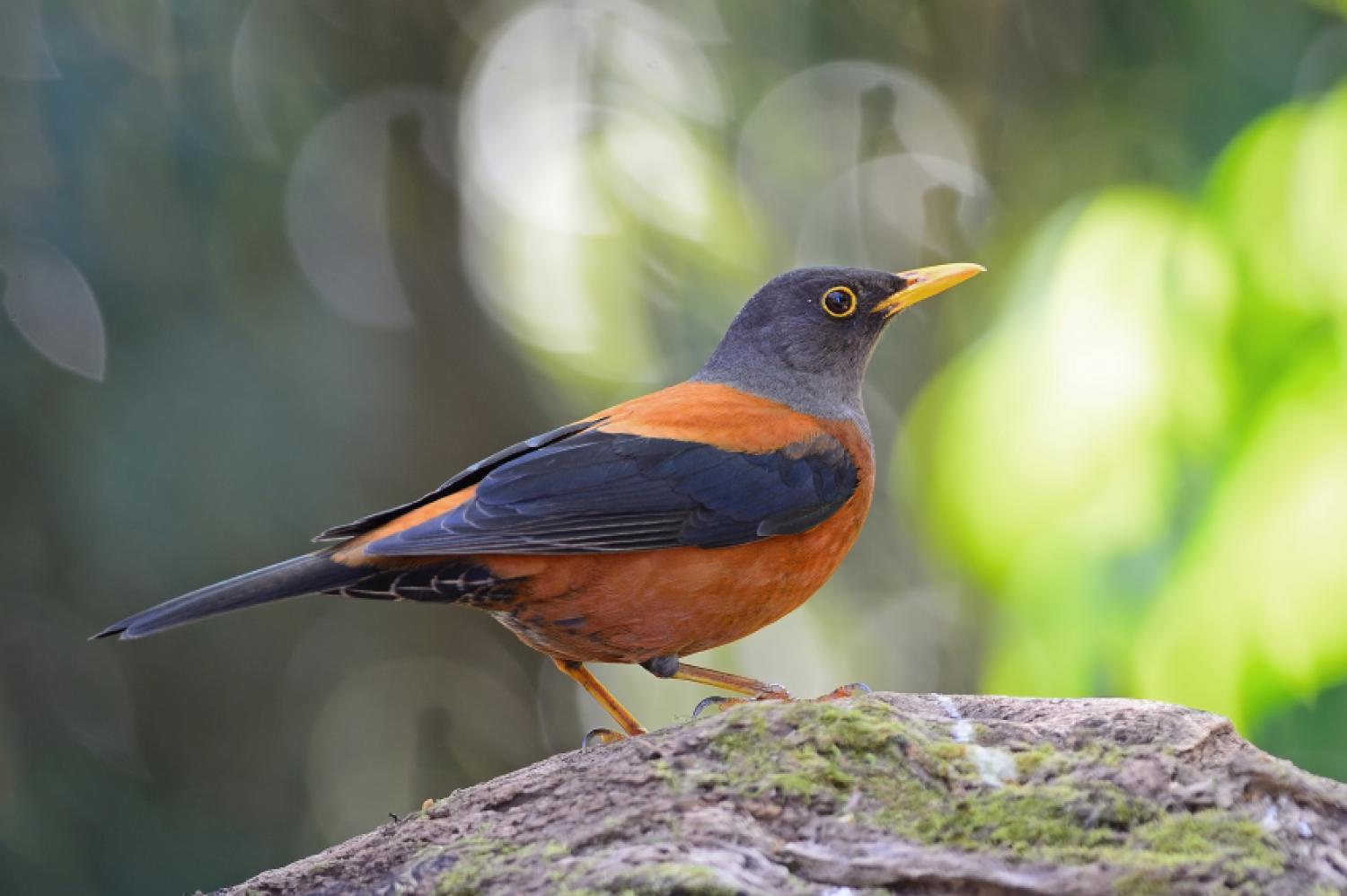 Chestnut thrush (Turdus rubrocanus)