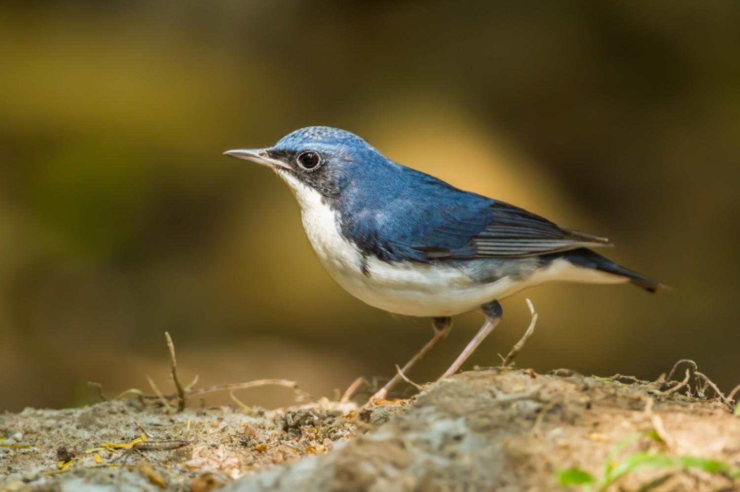 Siberian blue robin (Larvivora cyane)