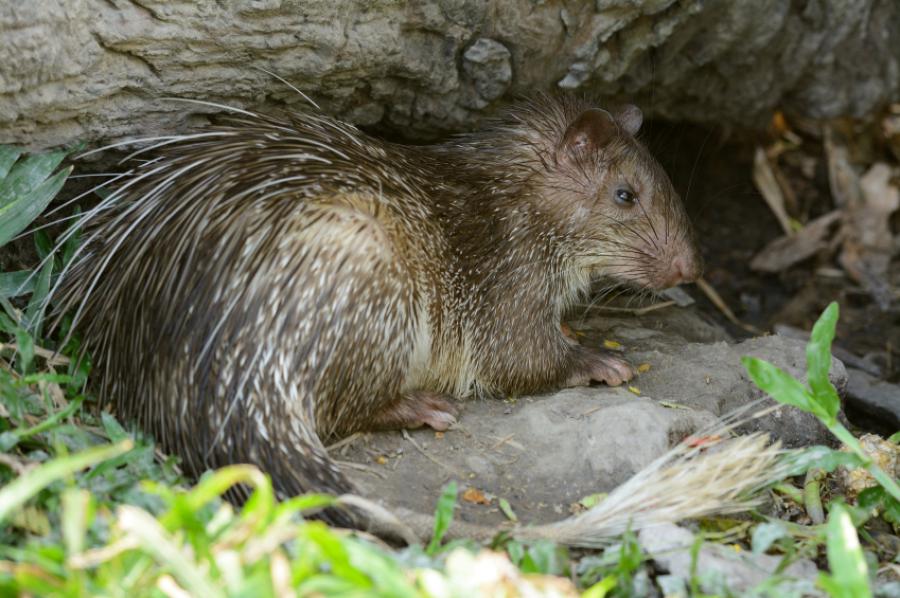 Asiatic brush-tailed porcupine (Atherurus macrourus)