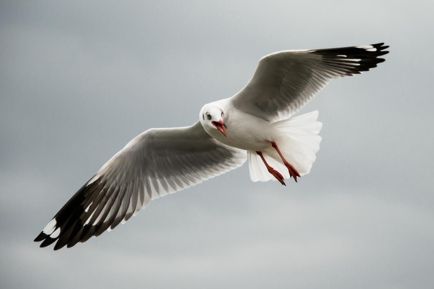 Brown-headed gull (Chroicocephalus brunnicephalus)