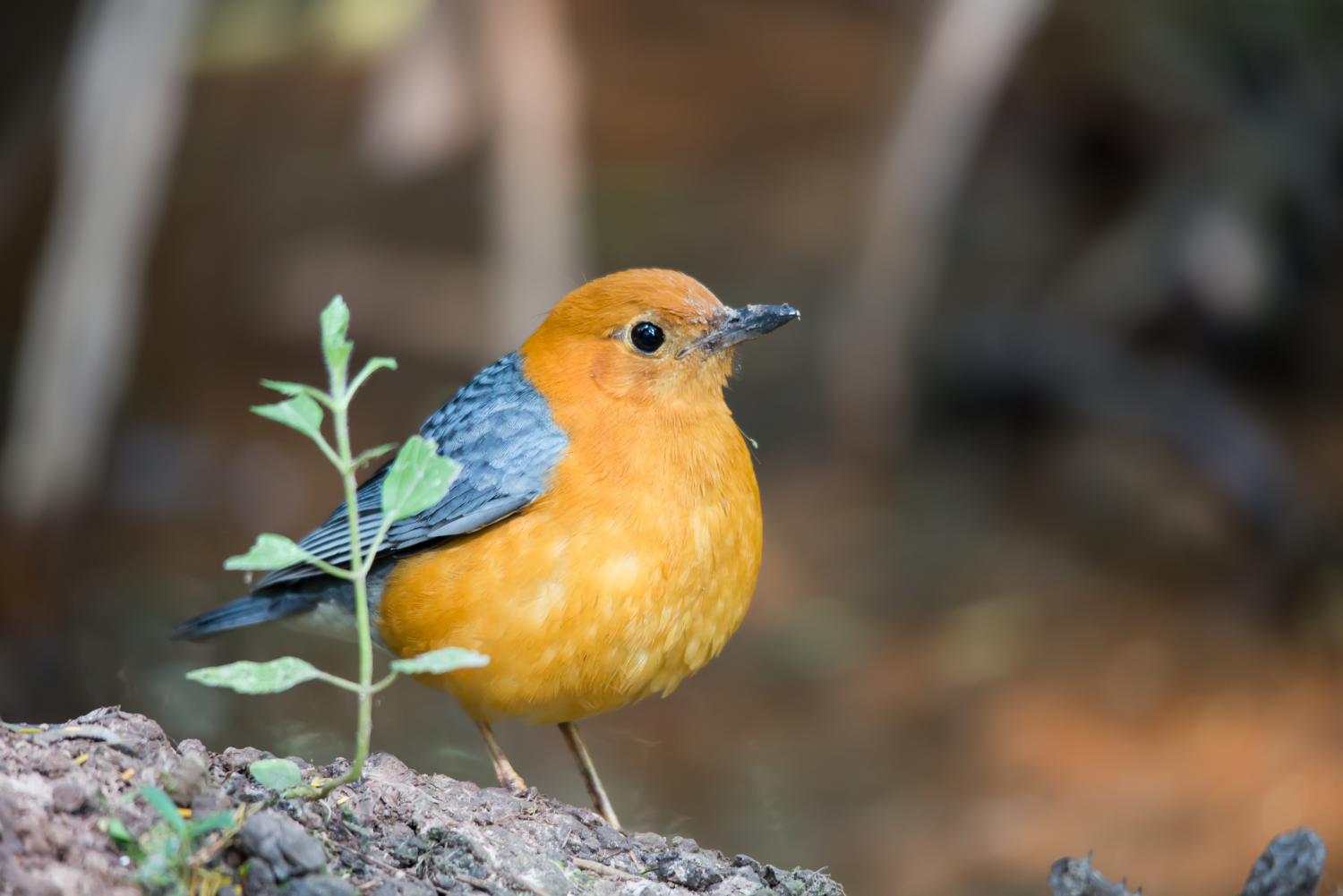 Orange-headed thrush (Geokichla citrina)