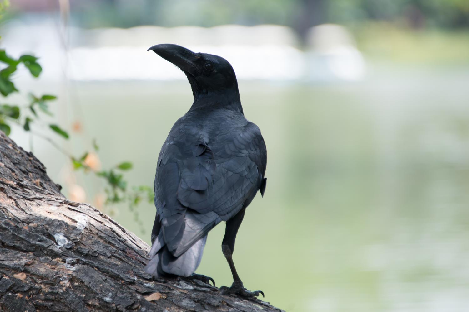 Large-billed crow (Corvus macrorhynchos)