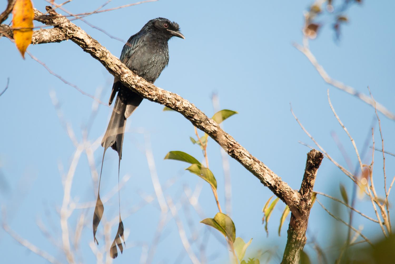 Greater racquet-tailed drongo (Dicrurus paradiseus)