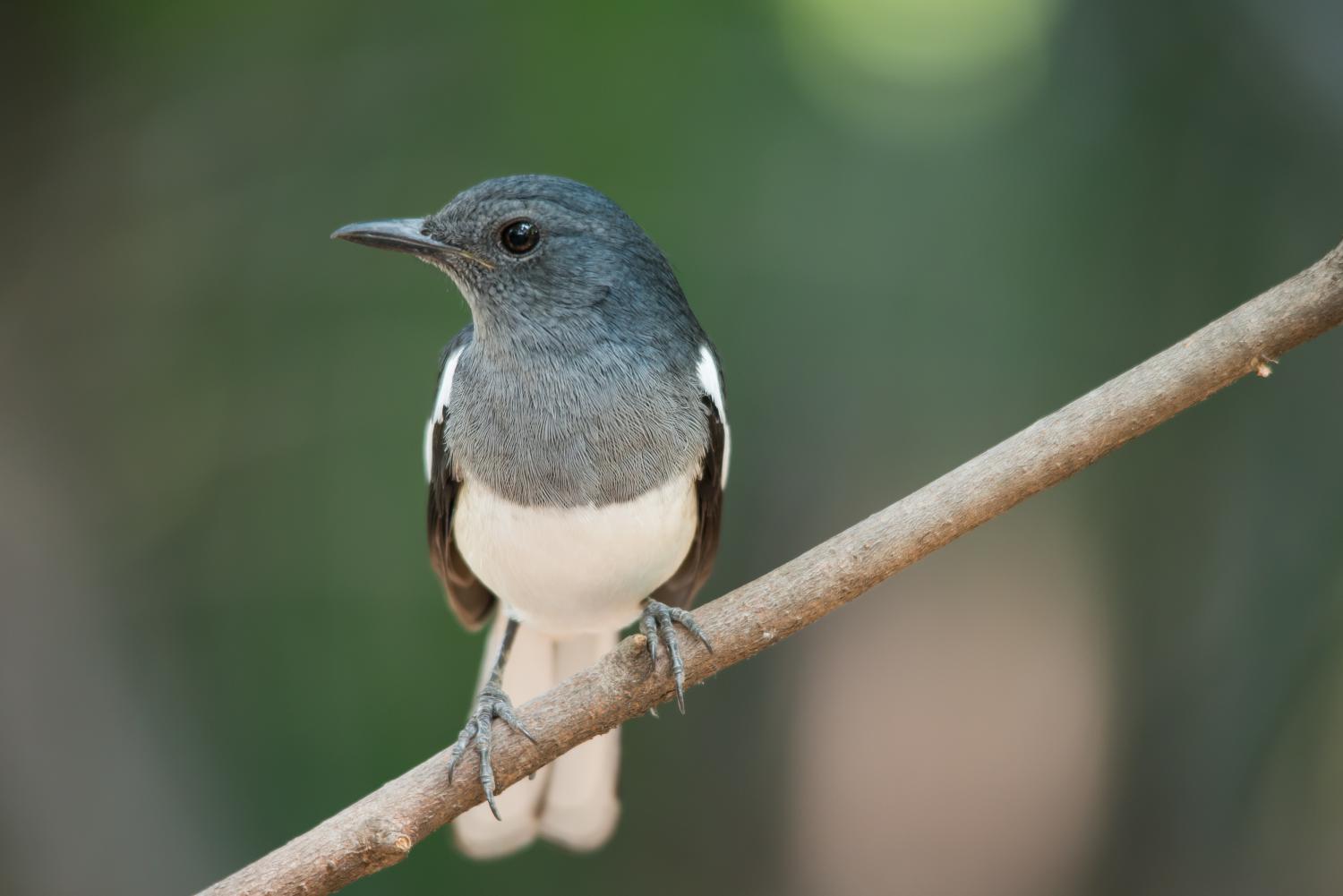 Oriental magpie-robin (Copsychus saularis)