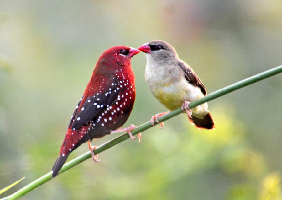 Red avadavat (Amandava amandava)