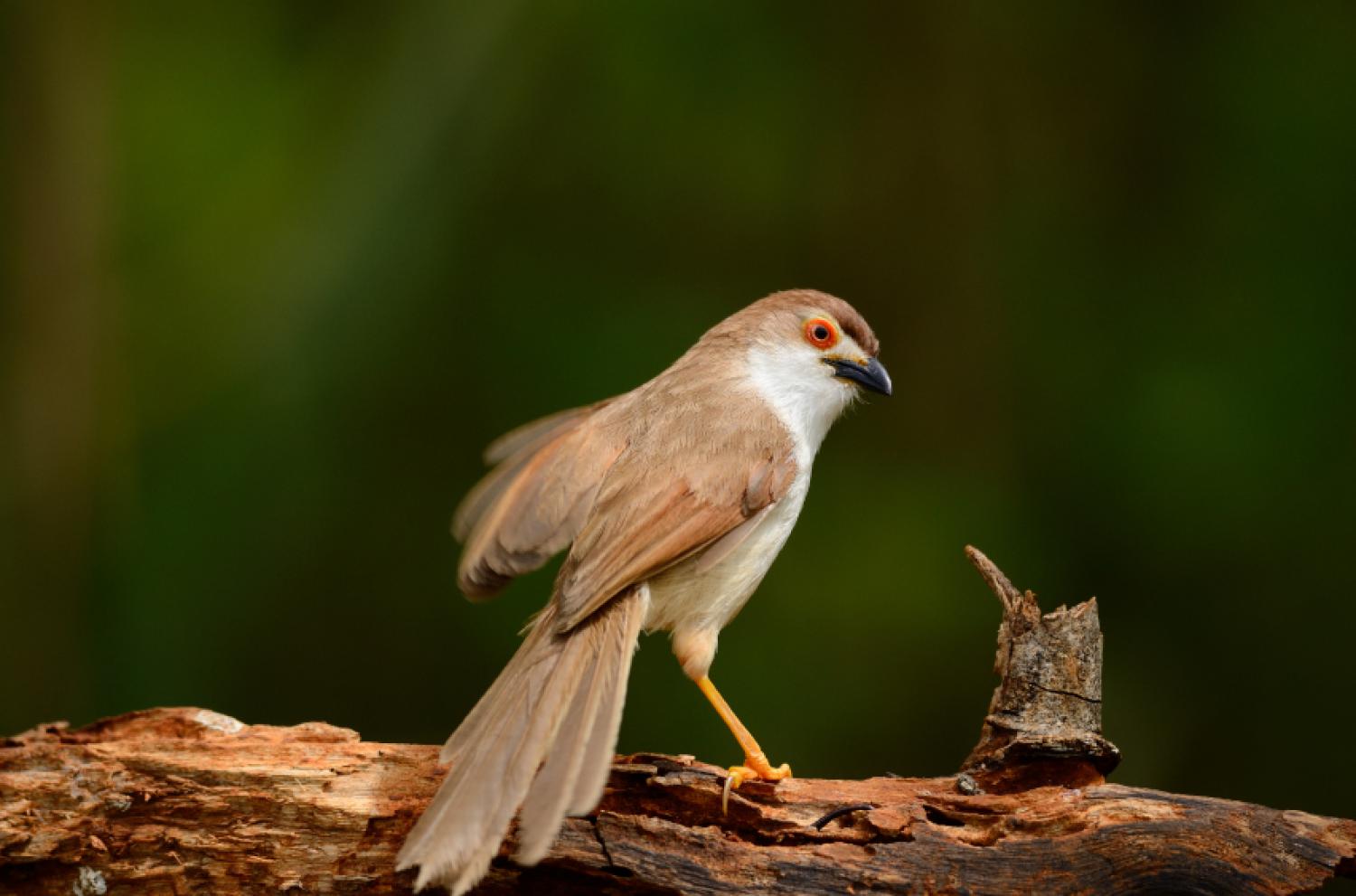 Yellow-eyed babbler (Chrysomma sinense)