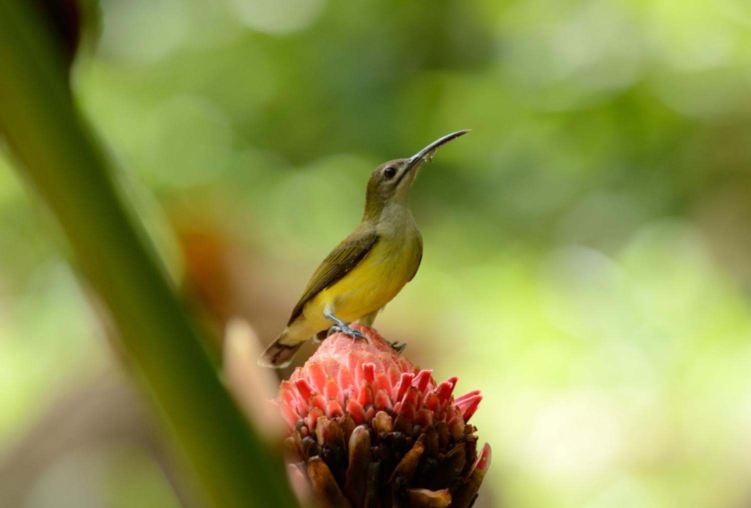 Little spiderhunter (Arachnothera longirostra)