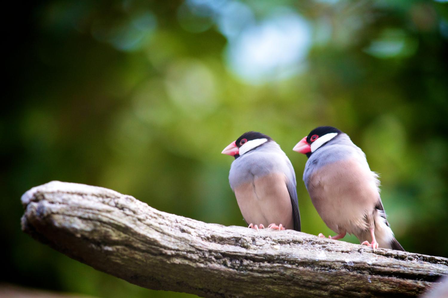 Java sparrow (Lonchura oryzivora)