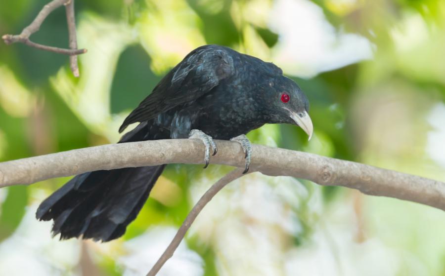 Asian koel (Eudynamys scolopaceus)