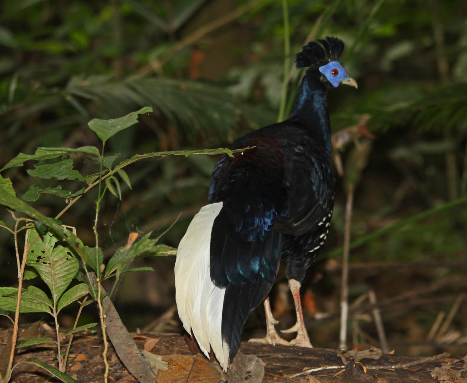 Malaysian crested fireback (Lophura rufa)