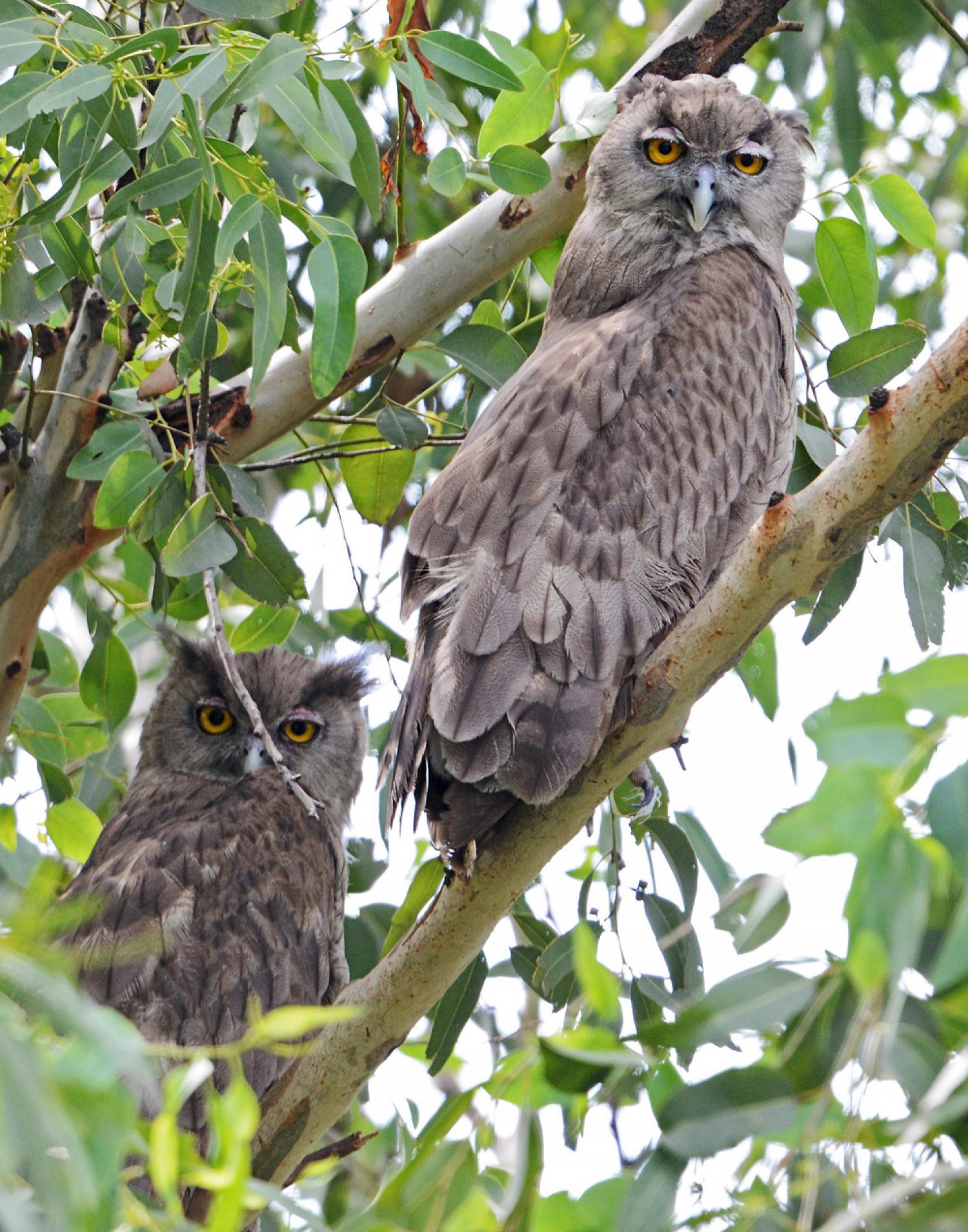 Dusky eagle-owl (Bubo coromandus)