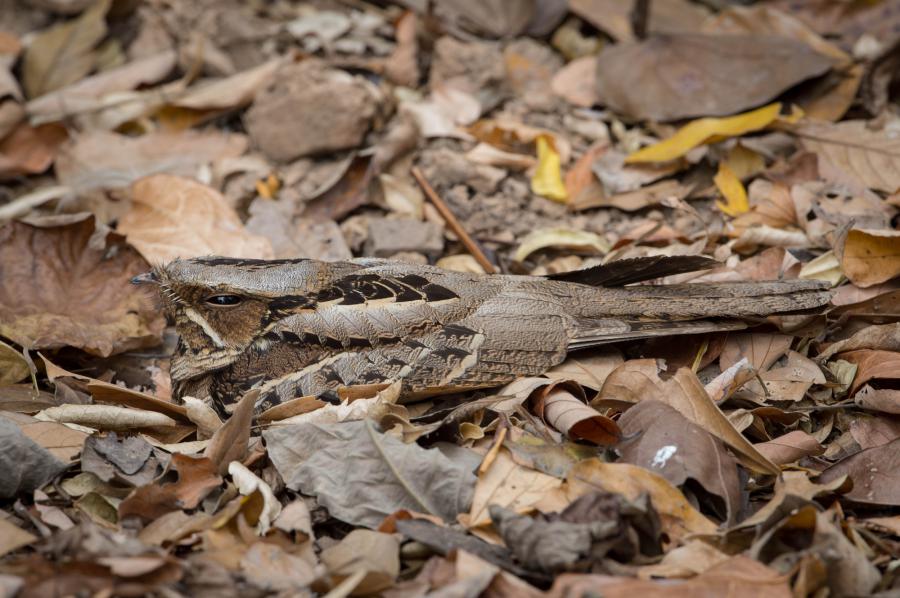 Grey nightjar (Caprimulgus jotaka)