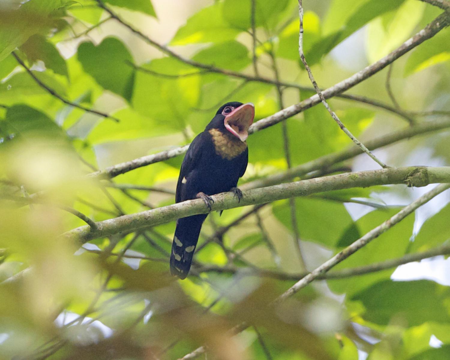 Dusky broadbill (Corydon sumatranus)