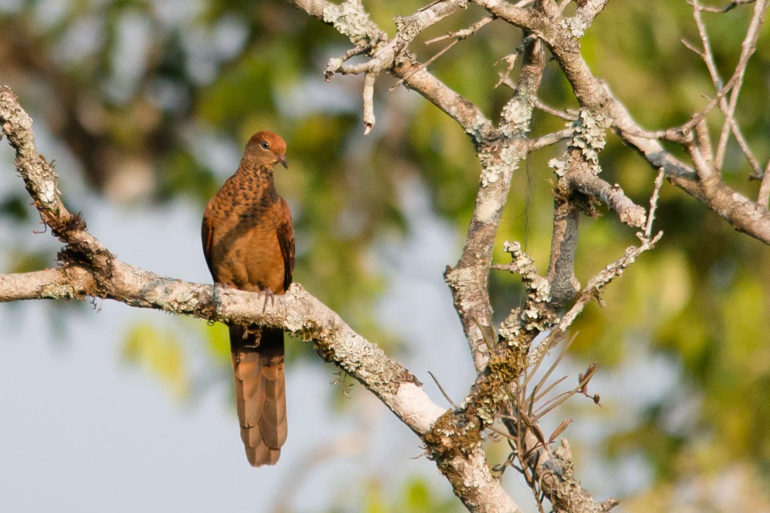 Little cuckoo-dove (Macropygia ruficeps)