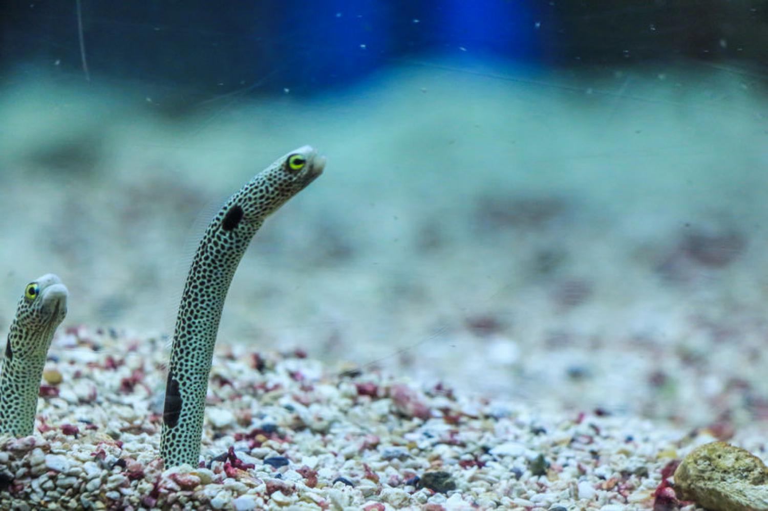 Spotted Garden Eel Taxonomy Kingdom Animalia Phylum