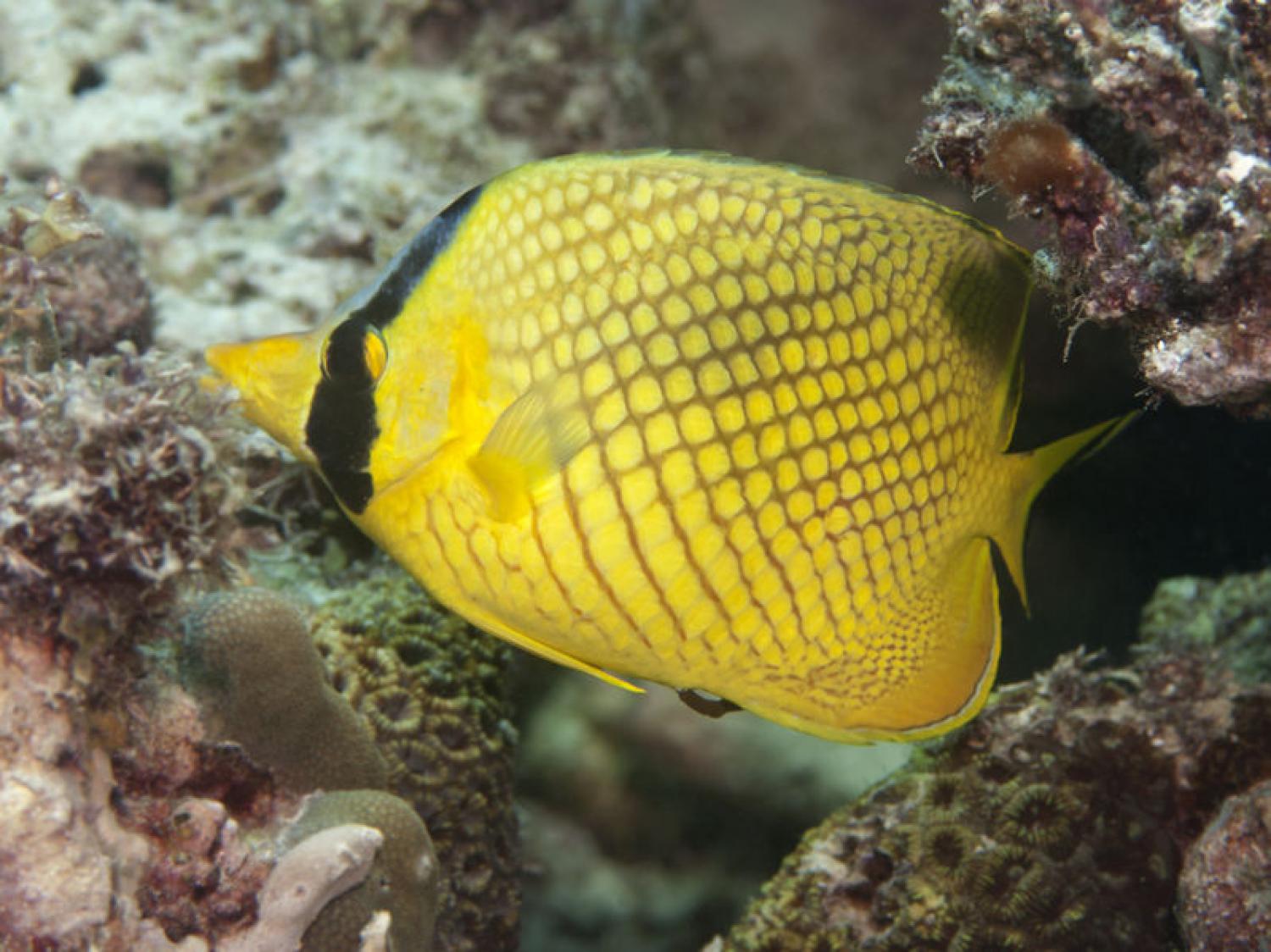 Latticed butterflyfish (Chaetodon rafflesii)