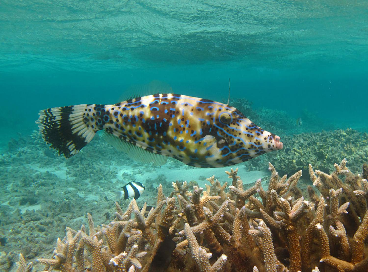 Scrawled filefish (Aluterus scriptus)
