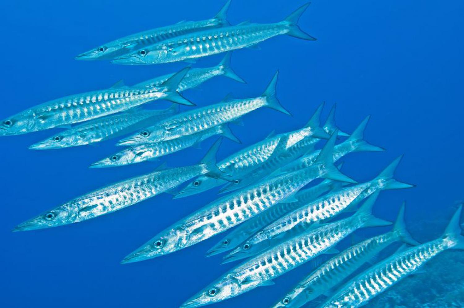 Blackfin barracuda (Sphyraena qenie)