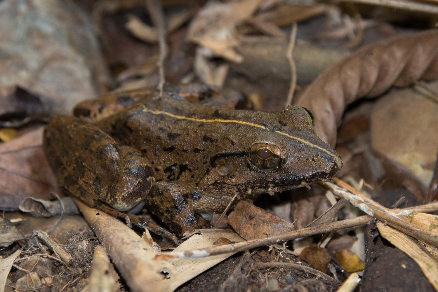 Blyth's fanged frog (Limnonectes blythii)