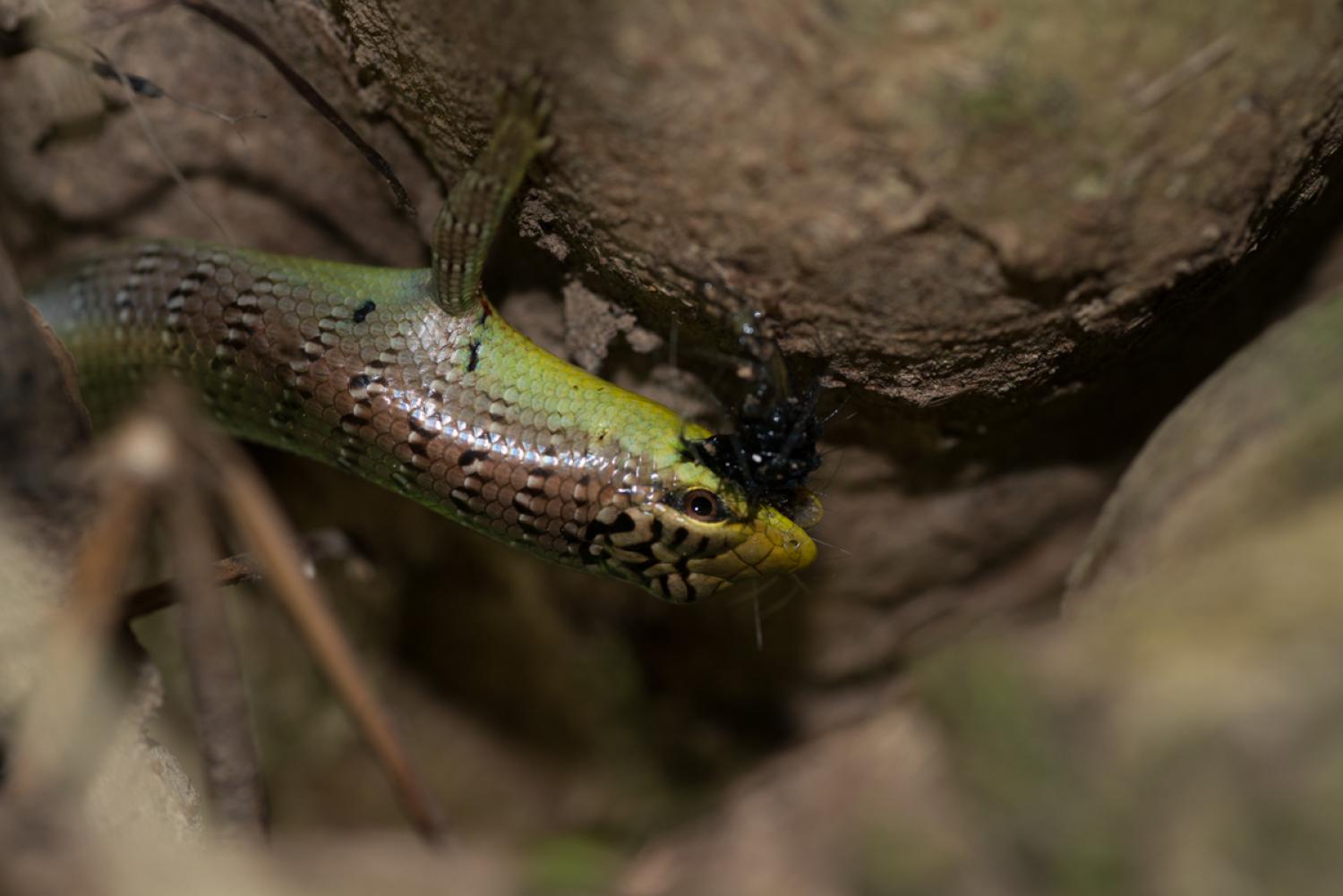 Olive tree skink (Dasia olivacea)