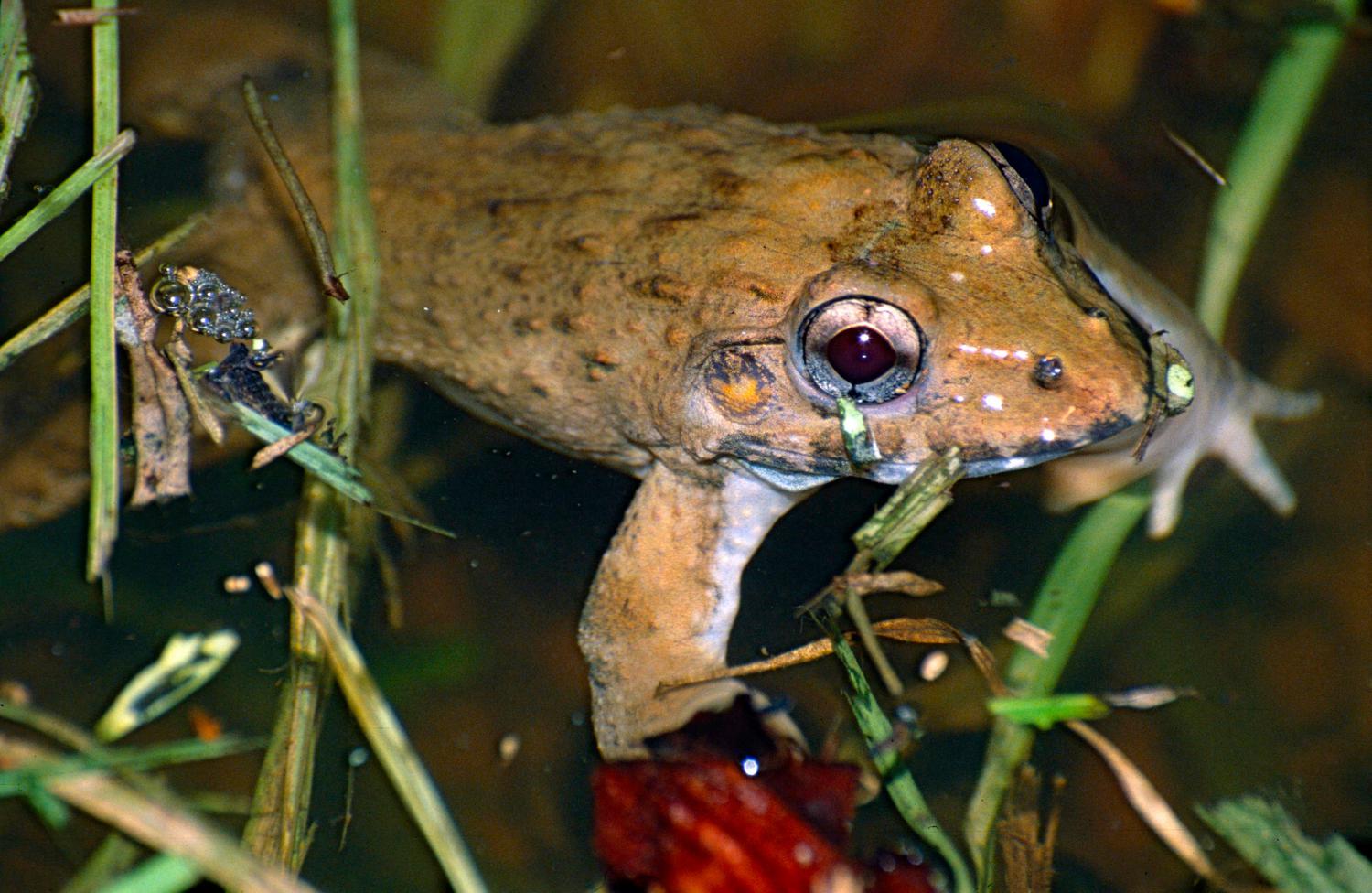 Crab-eating frog (Fejervarya cancrivora)