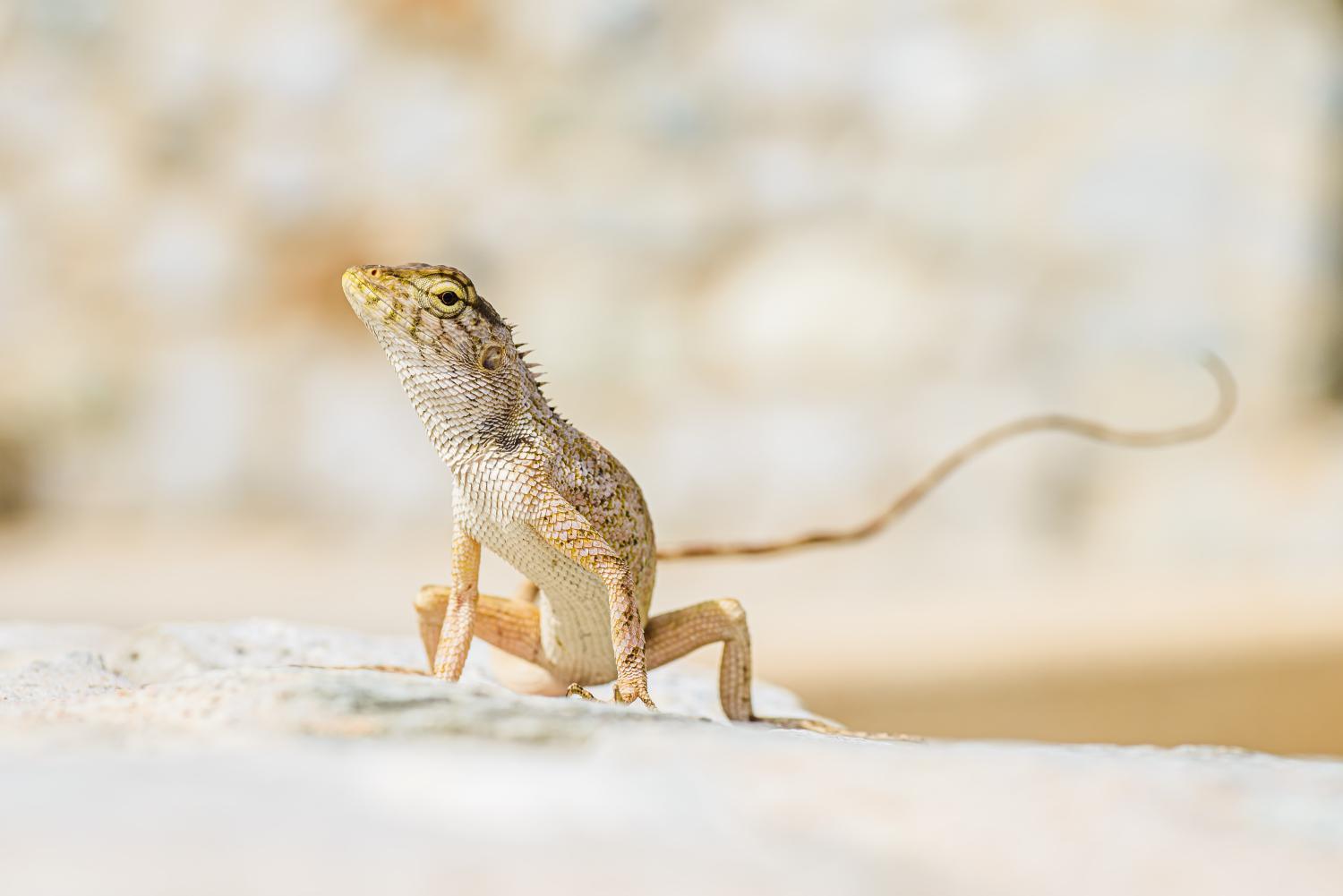 Ayeyarwady crested lizard (Calotes irawadi)