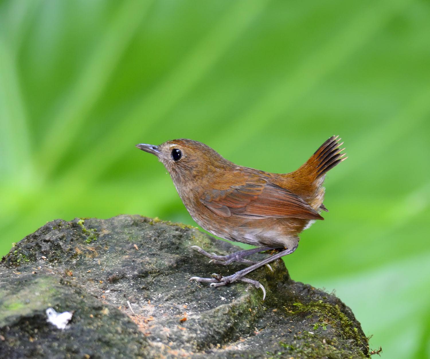 Lesser shortwing (Brachypteryx leucophris)